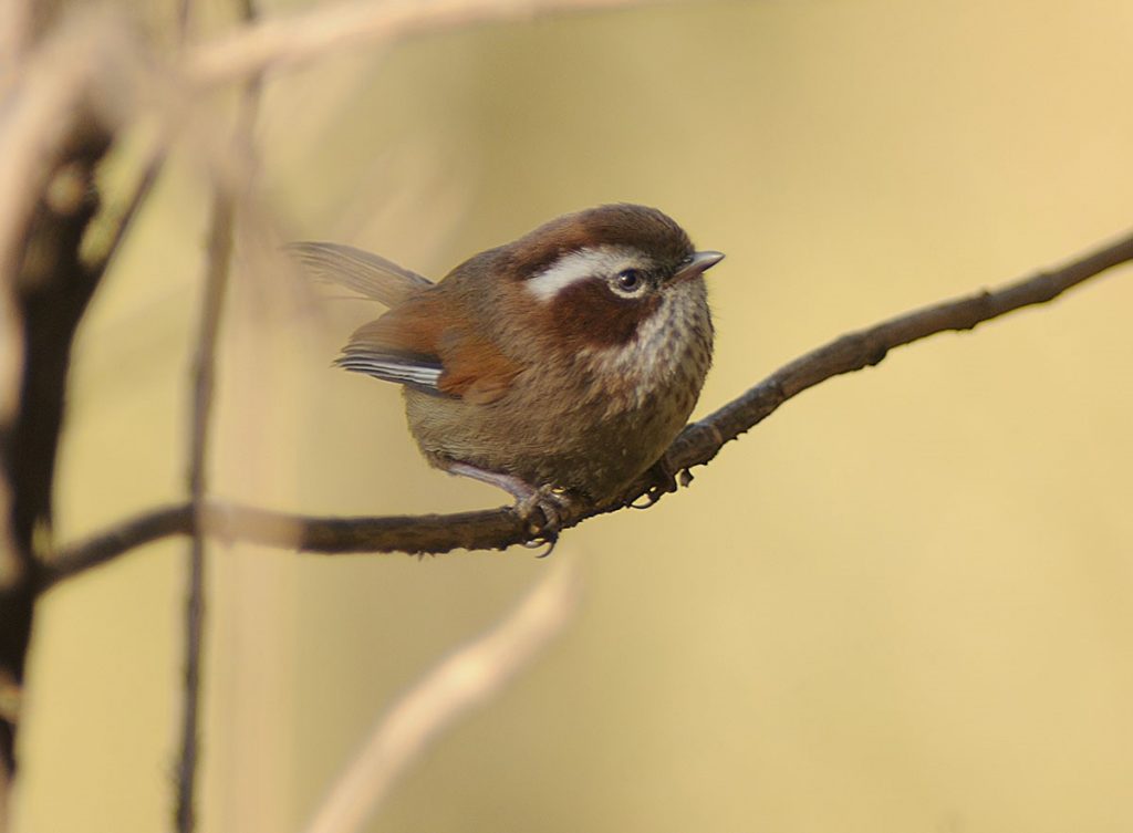 LIBERTY BIRD