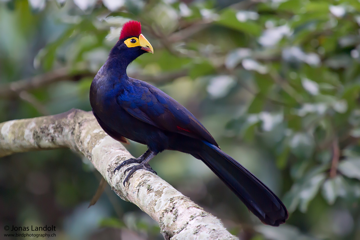 LIBERTY BIRD Links - LIBERTY BIRD